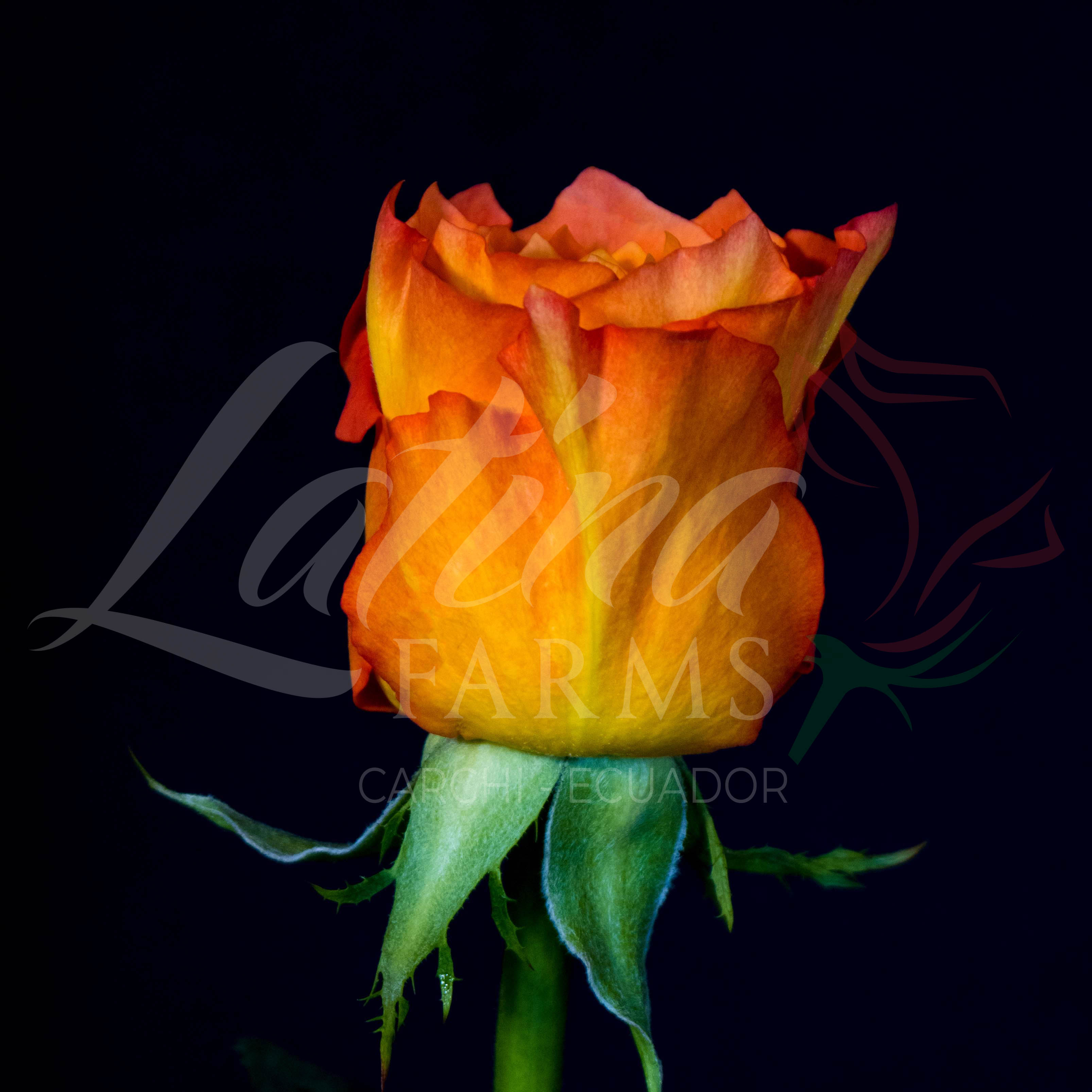 Free Spirit – Latina Farms