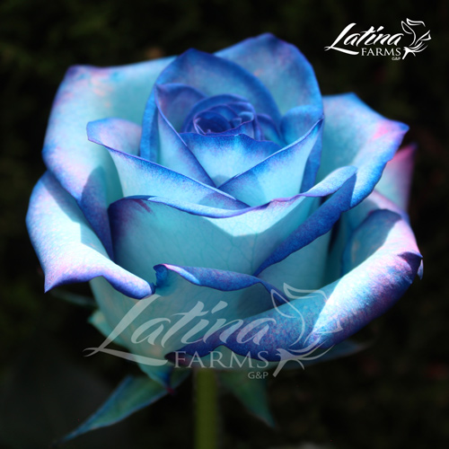 Latin Candy – Latina Farms