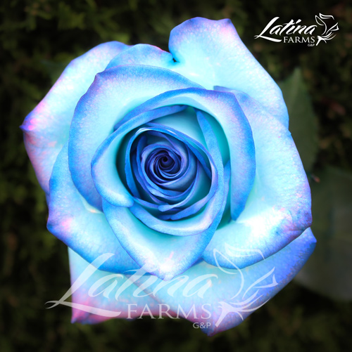 Latin Candy – Latina Farms