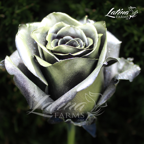 Latin Silver Metal – Latina Farms