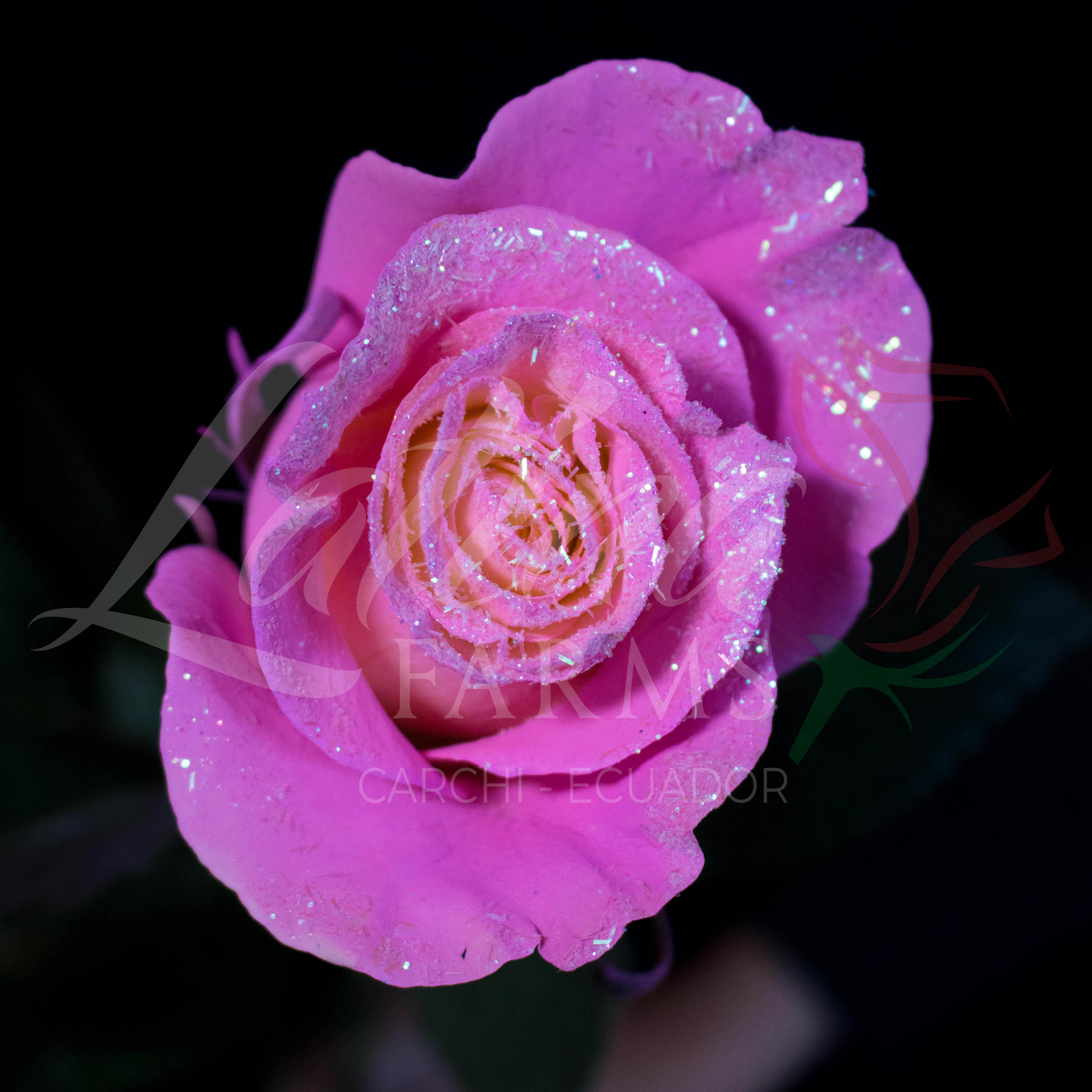 Latin Luxe Medium Pink – Latina Farms