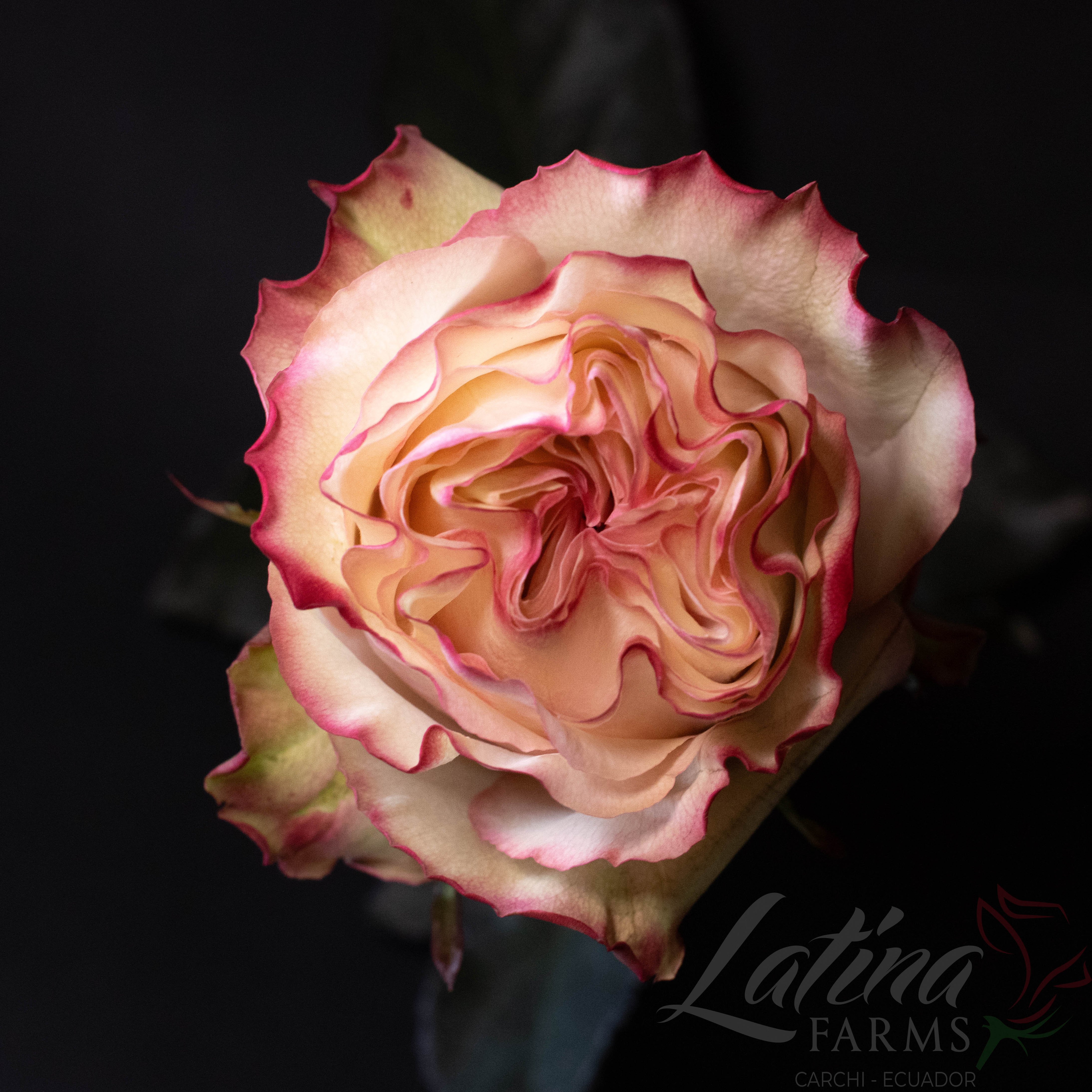 Country Candy – Latina Farms
