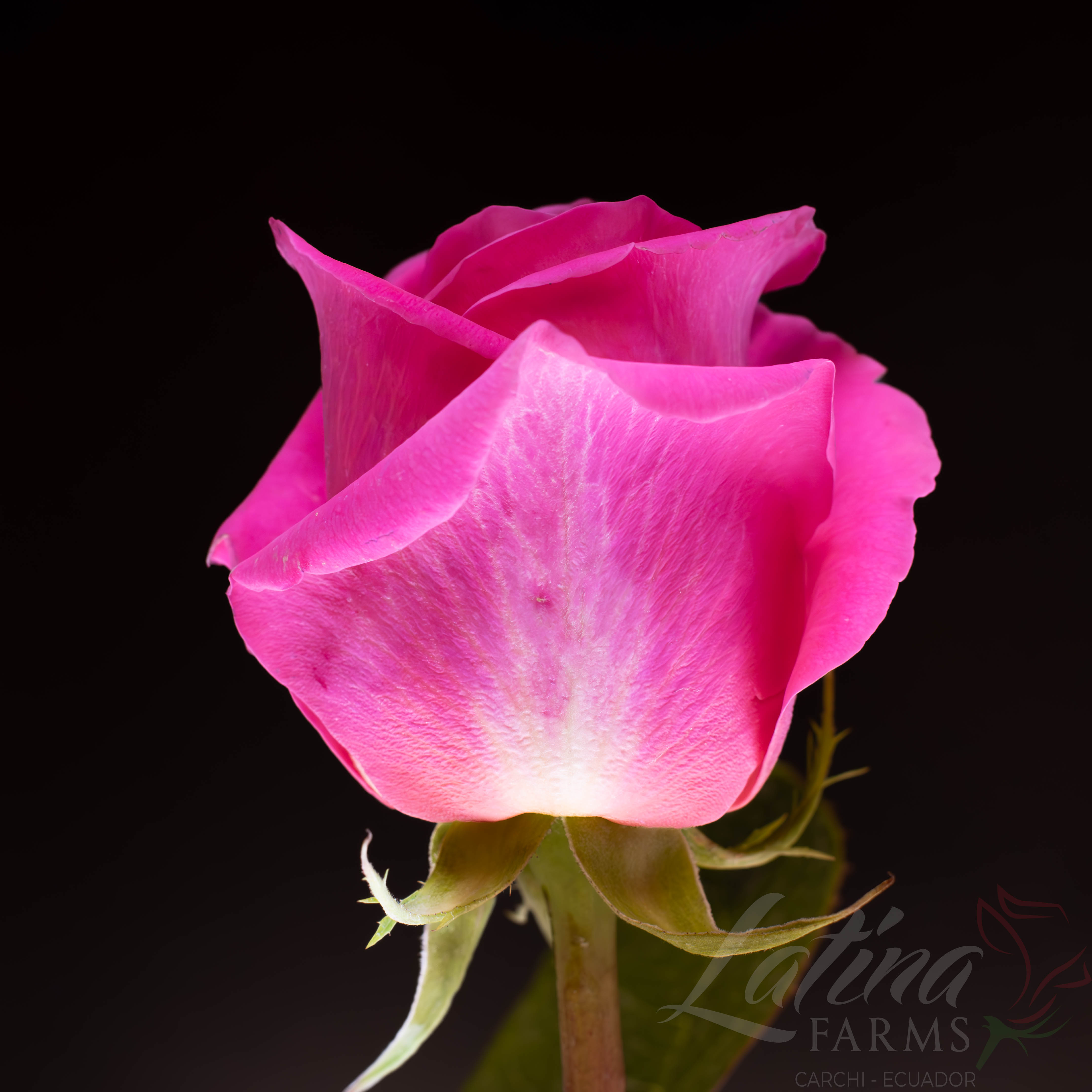 Pink Floyd – Latina Farms