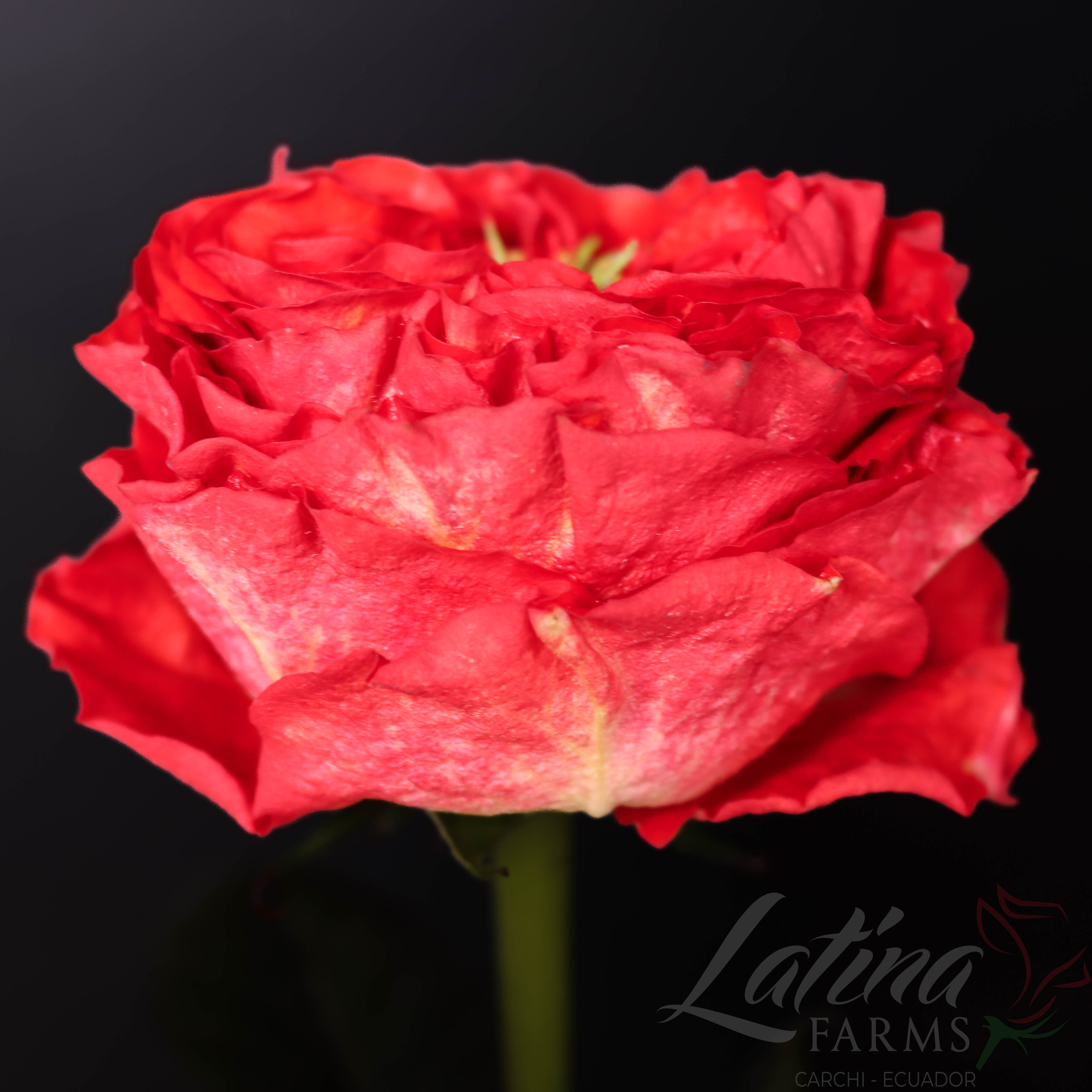 Red Monster – Latina Farms